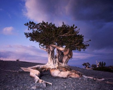 Amazing Trees – dingtwist.com
